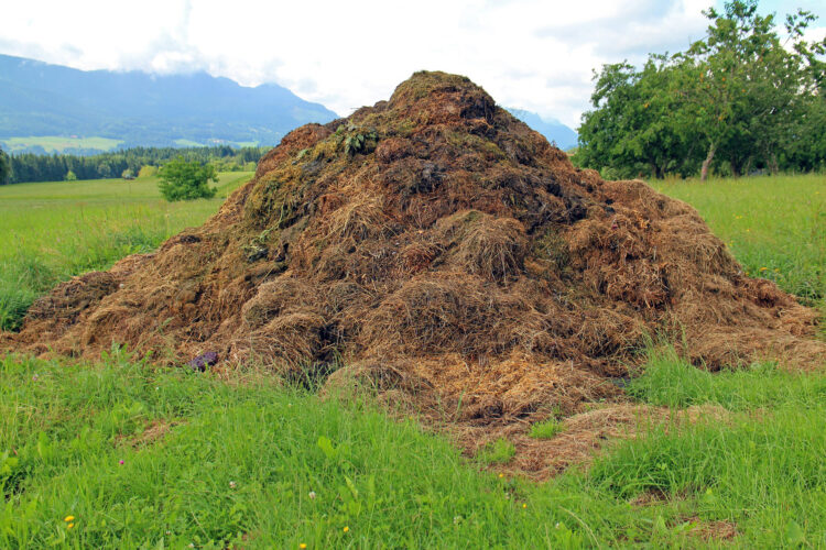 Composting Livestock Manure Creates Black Gold - Grit